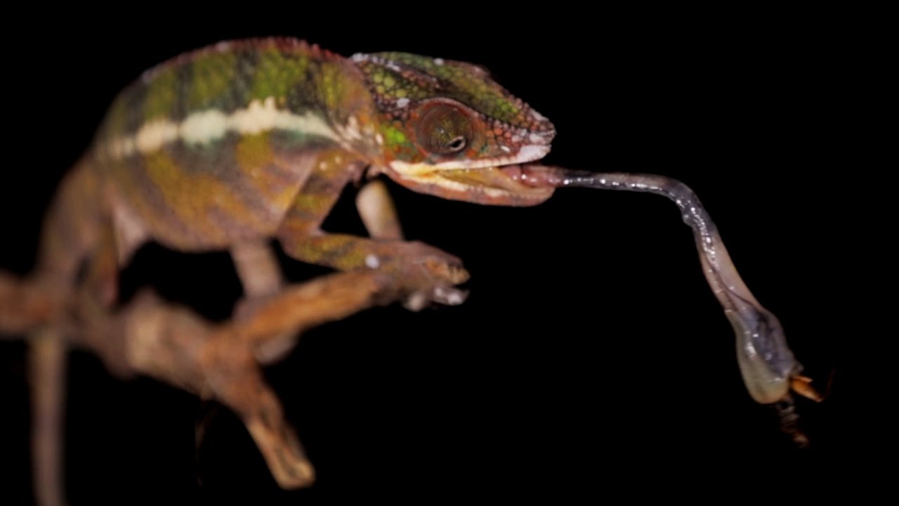 Incredible Slow-Motion Footage of a Chameleon's Tongue Shooting Out and ...