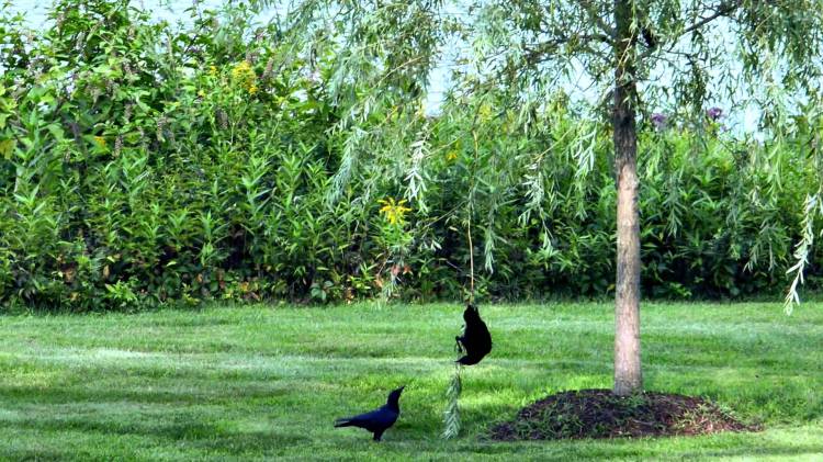 Playful Crows Take Turns Swinging on the Branch of a Backyard Willow Tree