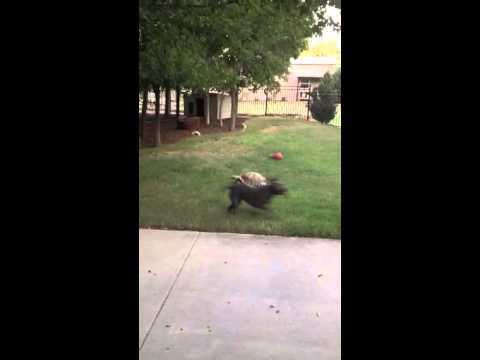 A Surprisingly Quick Tortoise Almost Keeps Up With a Playful Dog as ...