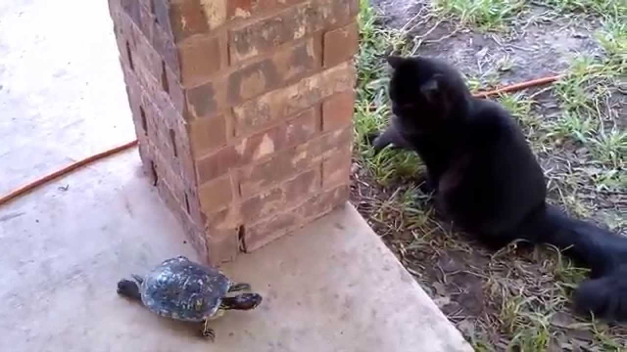 Tiny Turtle and Fluffy Black Cat Play an Adorable Game of Tag Around a ...