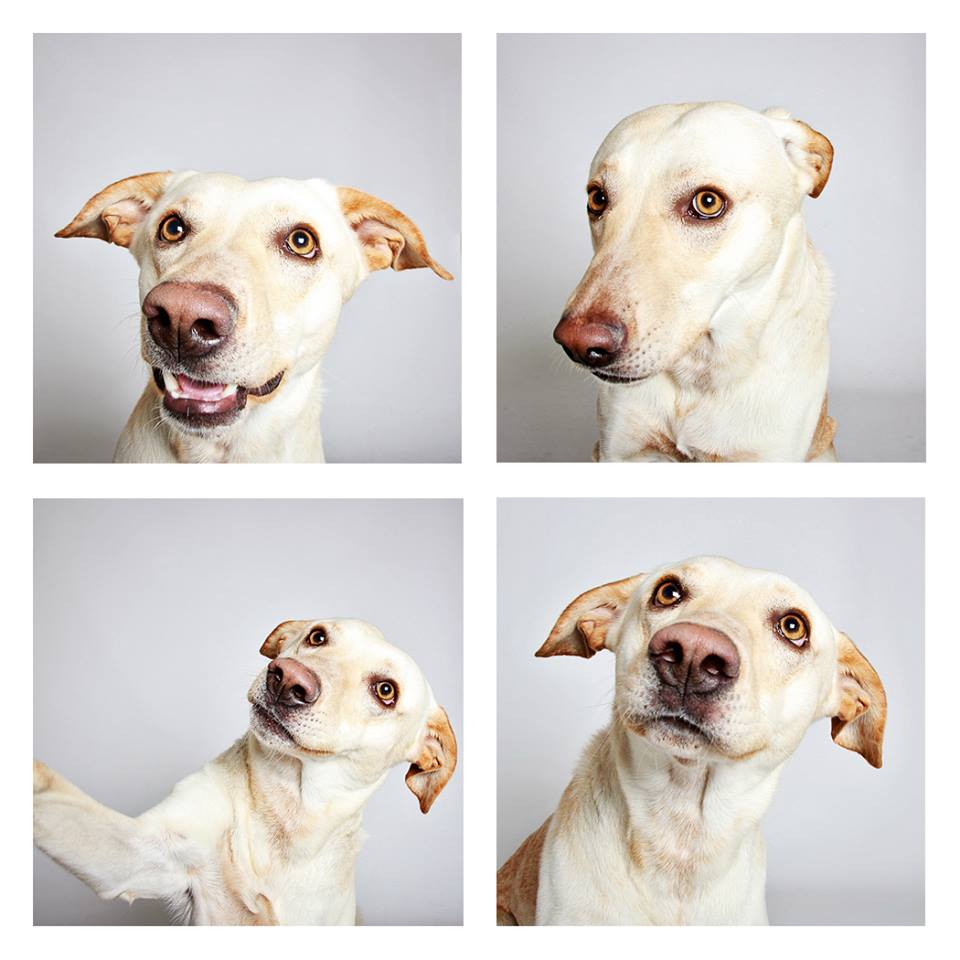 Utah Humane Society Takes Photo Booth-Style Pictures That Let Adoptable ...