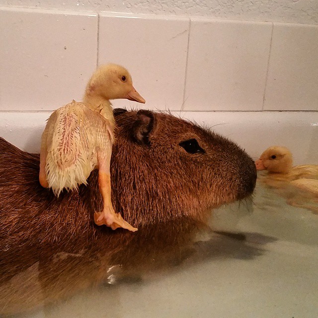 Genial Capybara Makes for a Good Jumping Off Point for Three Little ...