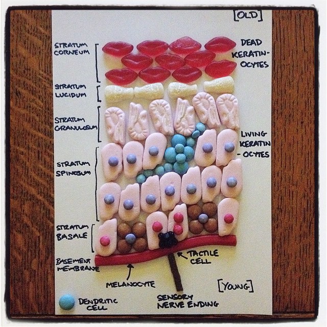 Candy Anatomy, A Medical Student Creates Colorful Human Anatomy ...