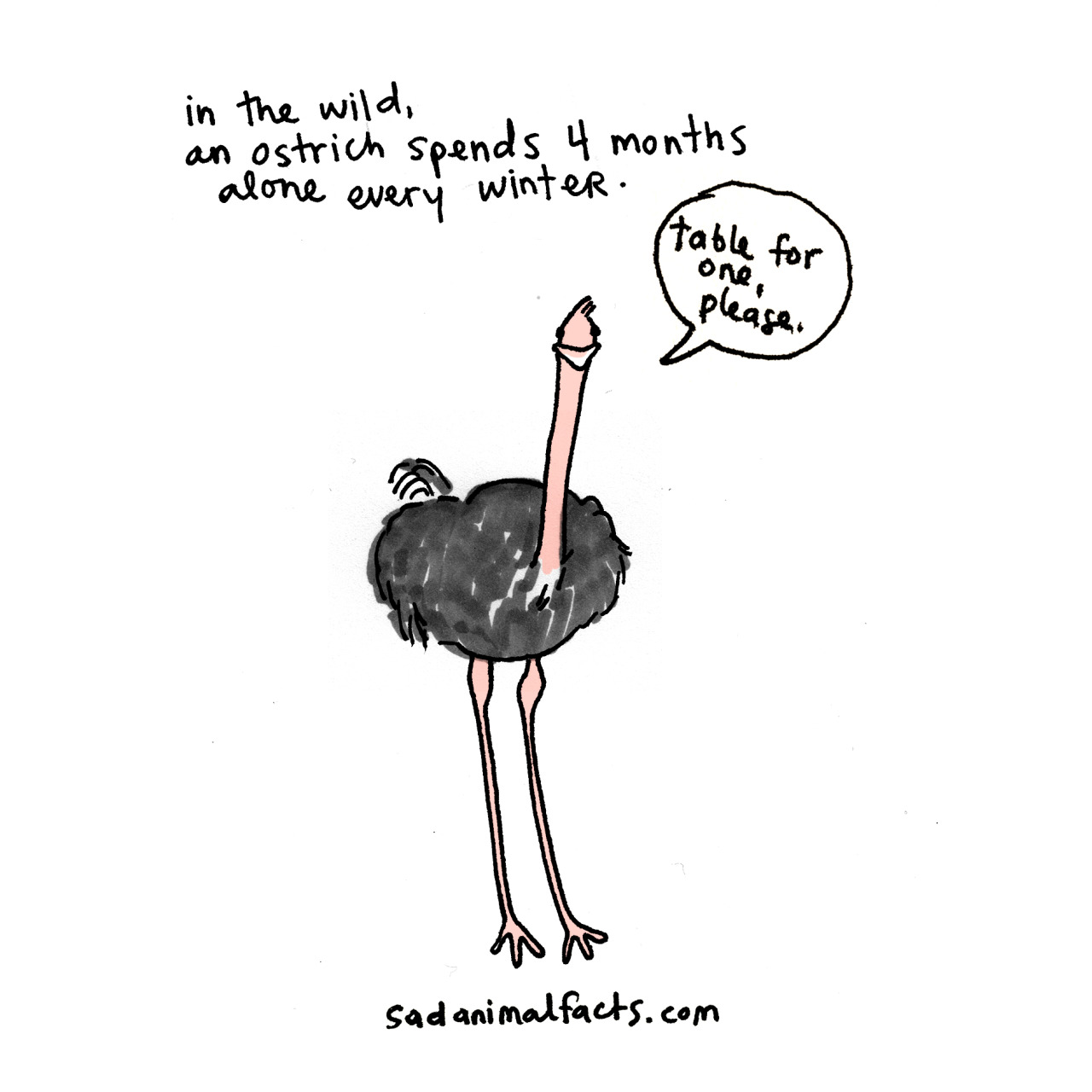 Sad Animal Facts, An Amusing Series of Adorable Illustrations With ...