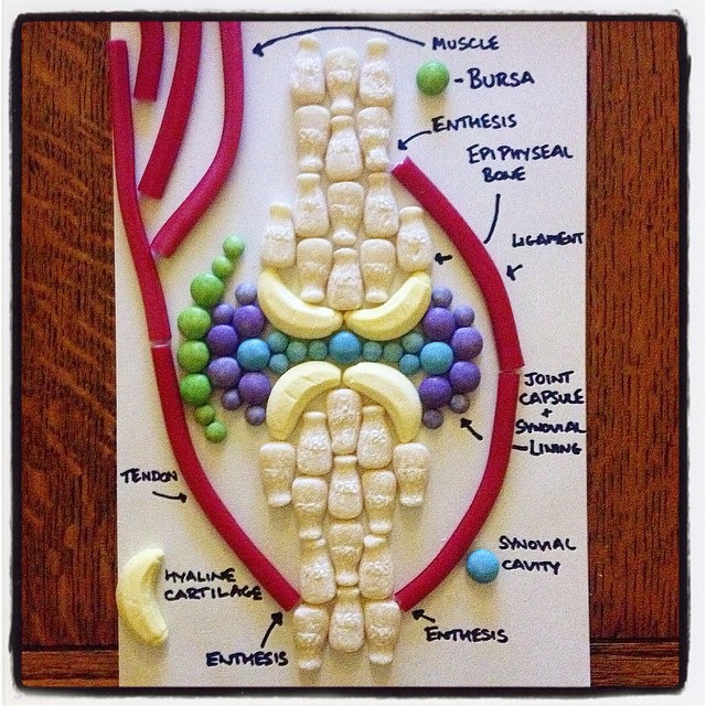Candy Anatomy, A Medical Student Creates Colorful Human Anatomy ...