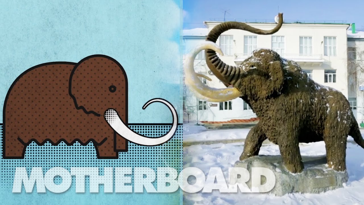 An In-Depth Look at the Mission to Clone the Extinct Woolly Mammoth