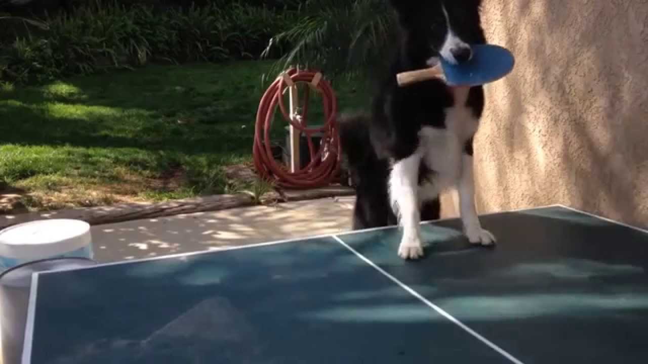 Nimble Border Collie Plays a Respectable Game of Ping Pong Using the ...
