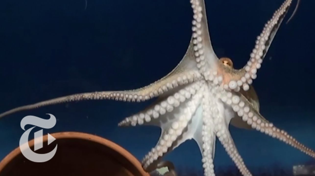Scientists Discover How the Octopus Coordinates Its Eight Arms to Move