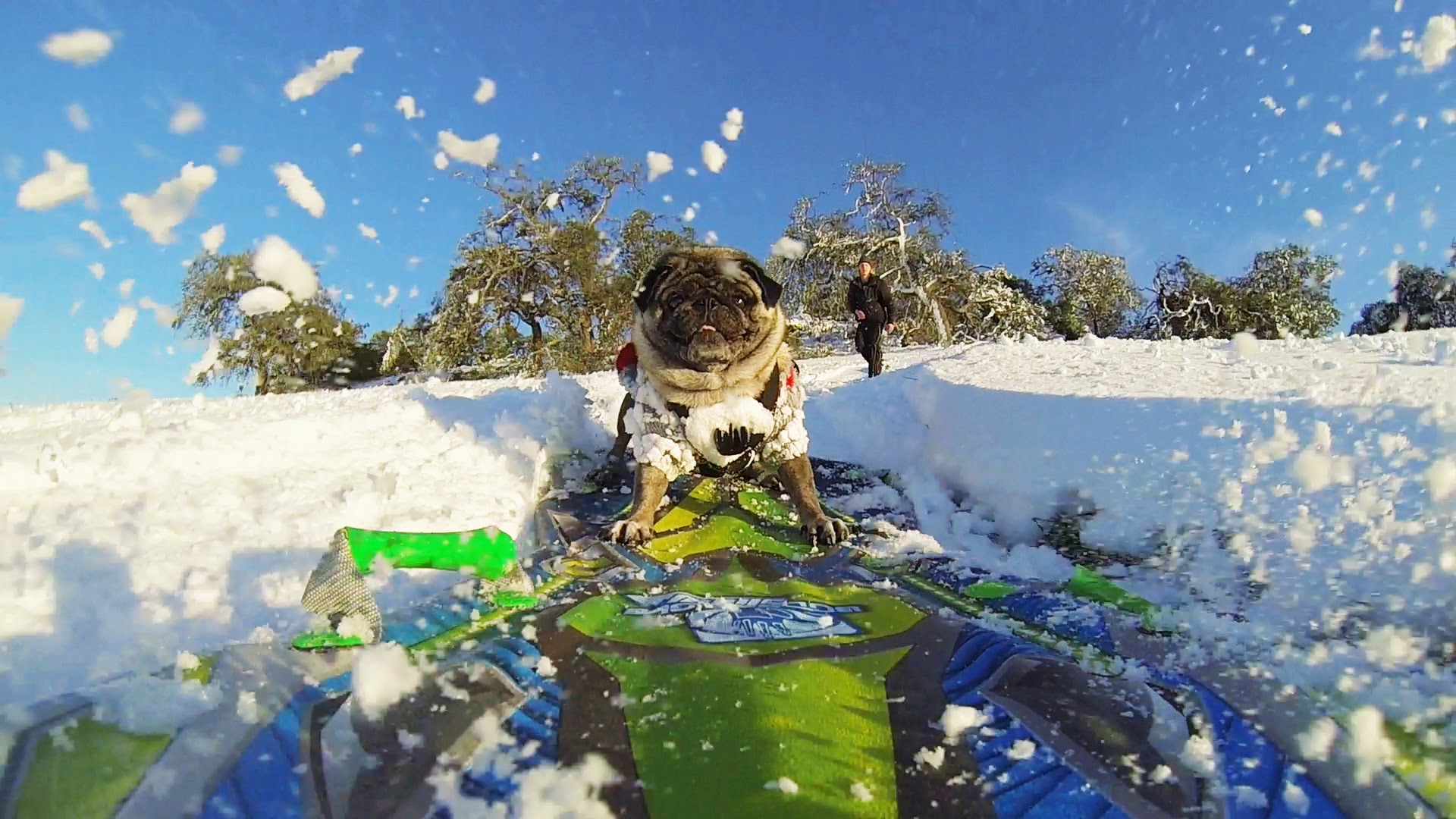 Tough Little Pug Snowboards Down a Snowy Hill While Wearing a GoPro Camera