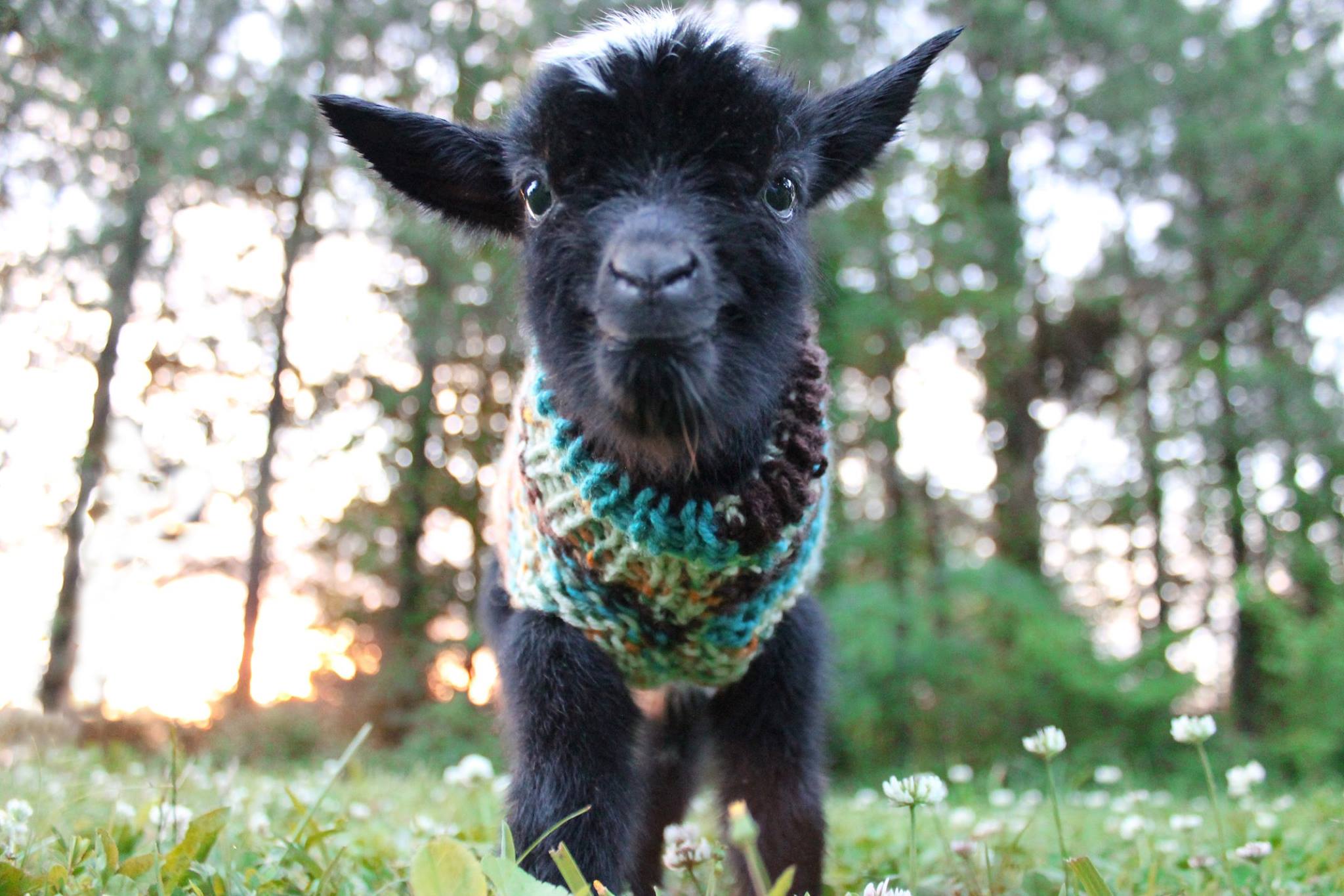 A Trio of Newborn Baby Goats Stay Warm on a Chilly Evening in Cozy ...