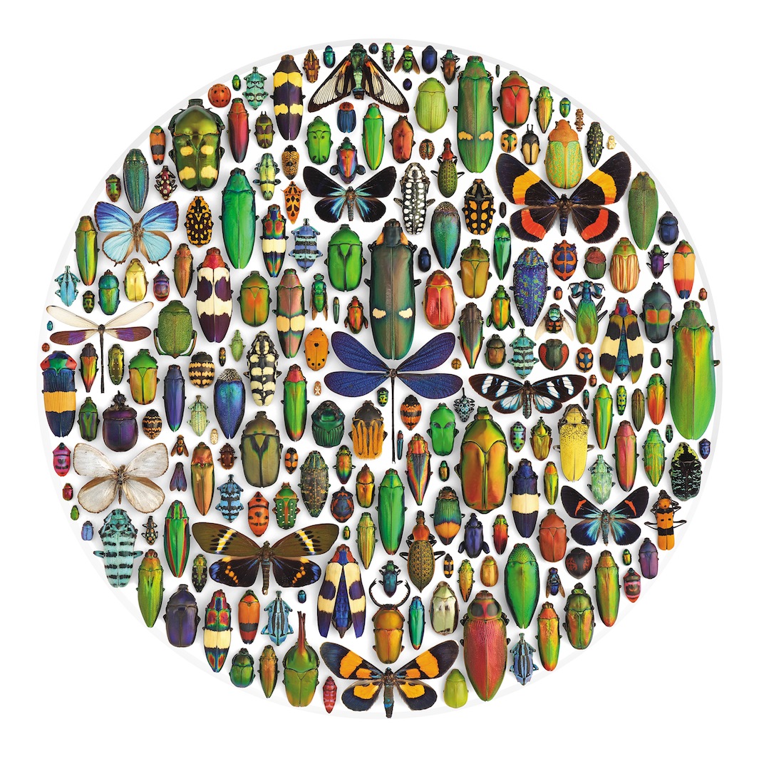 'Biophilia', Elegant Mosaics Made From Beautifully Exotic Insects From ...