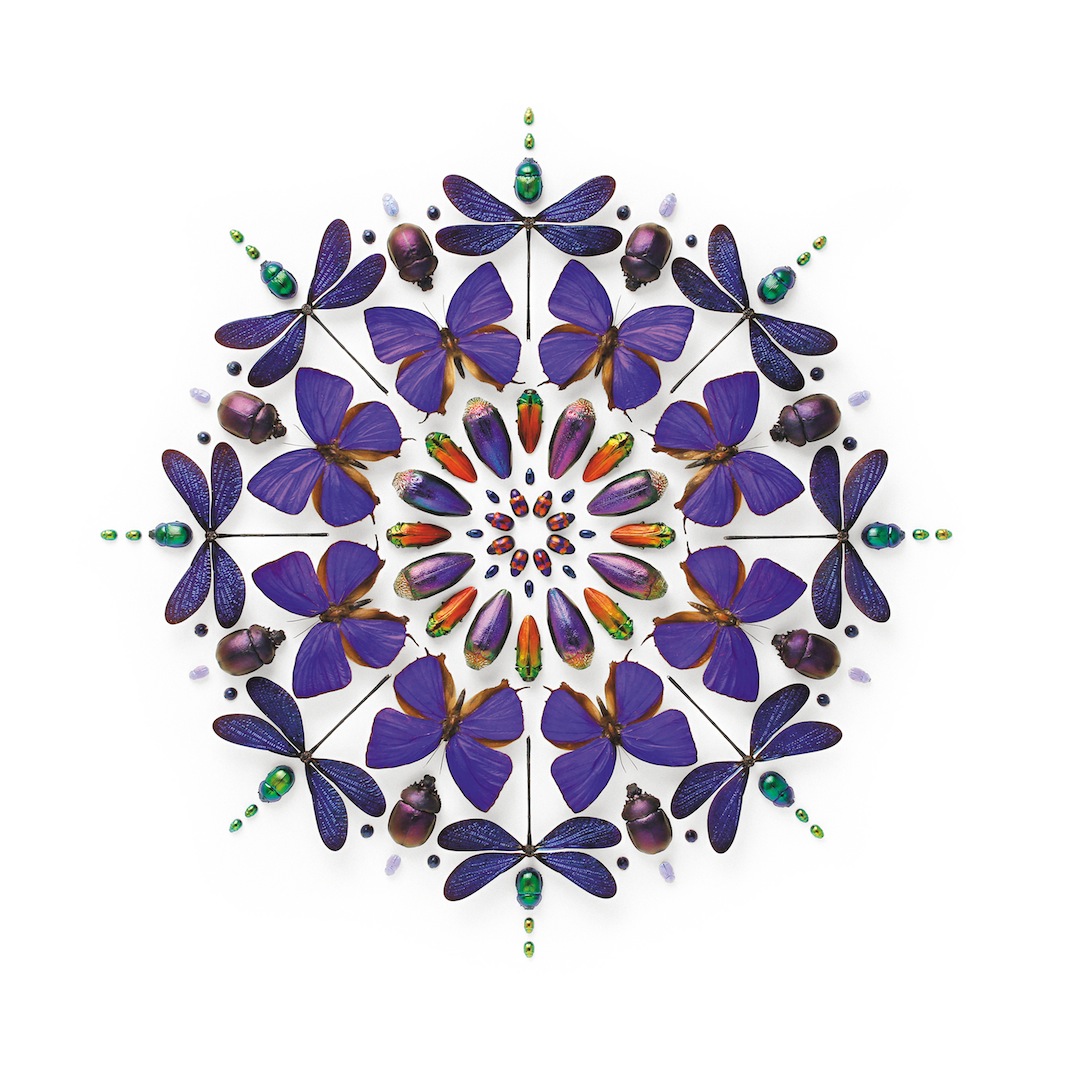'Biophilia', Elegant Mosaics Made From Beautifully Exotic Insects From ...