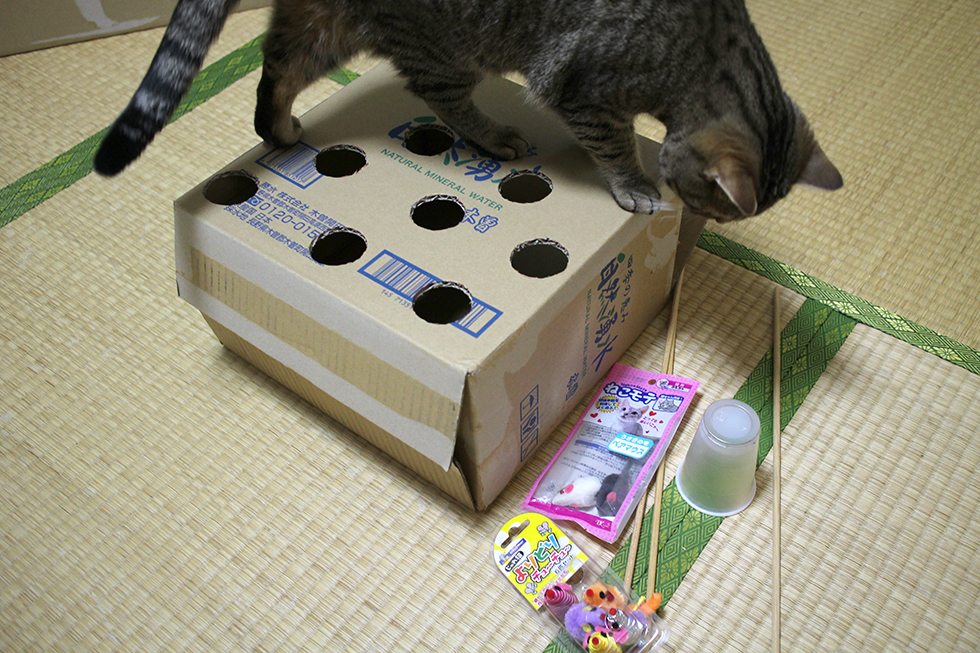 Cat-Loving Human Crafts a Homemade Whack-a-Mole Game to Entertain Her ...