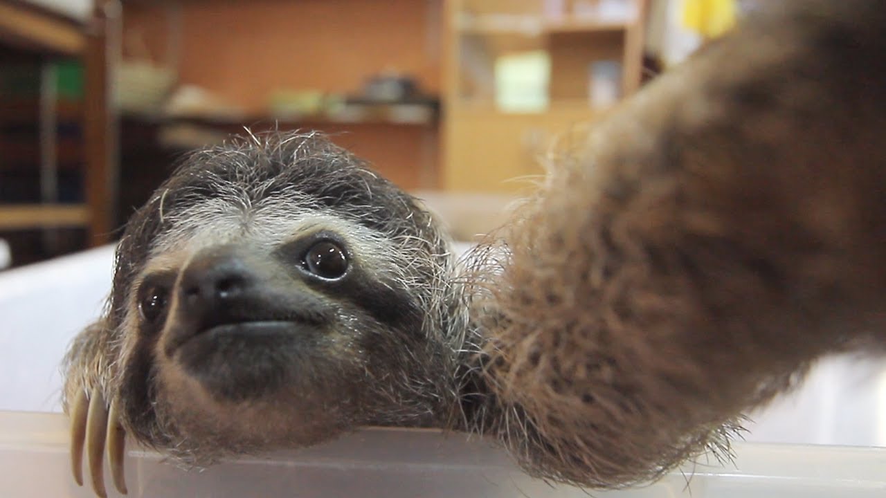 Yawning Baby Sloth Gif