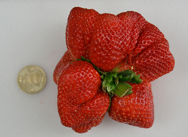 Japanese Farmer Finds an Enormous, Mutated Strawberry That Is Now ...