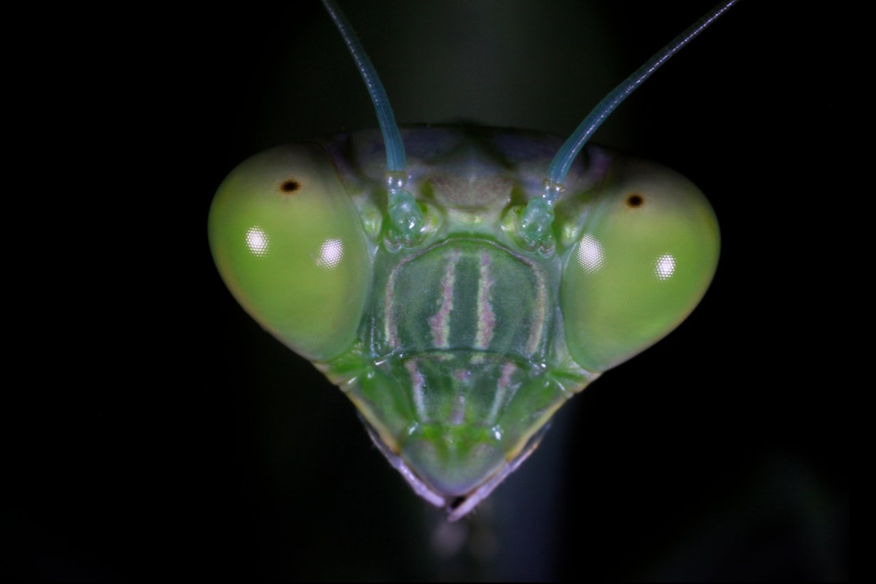 A Fascinating Short Film That Zooms In on the Complex Faces of Praying ...