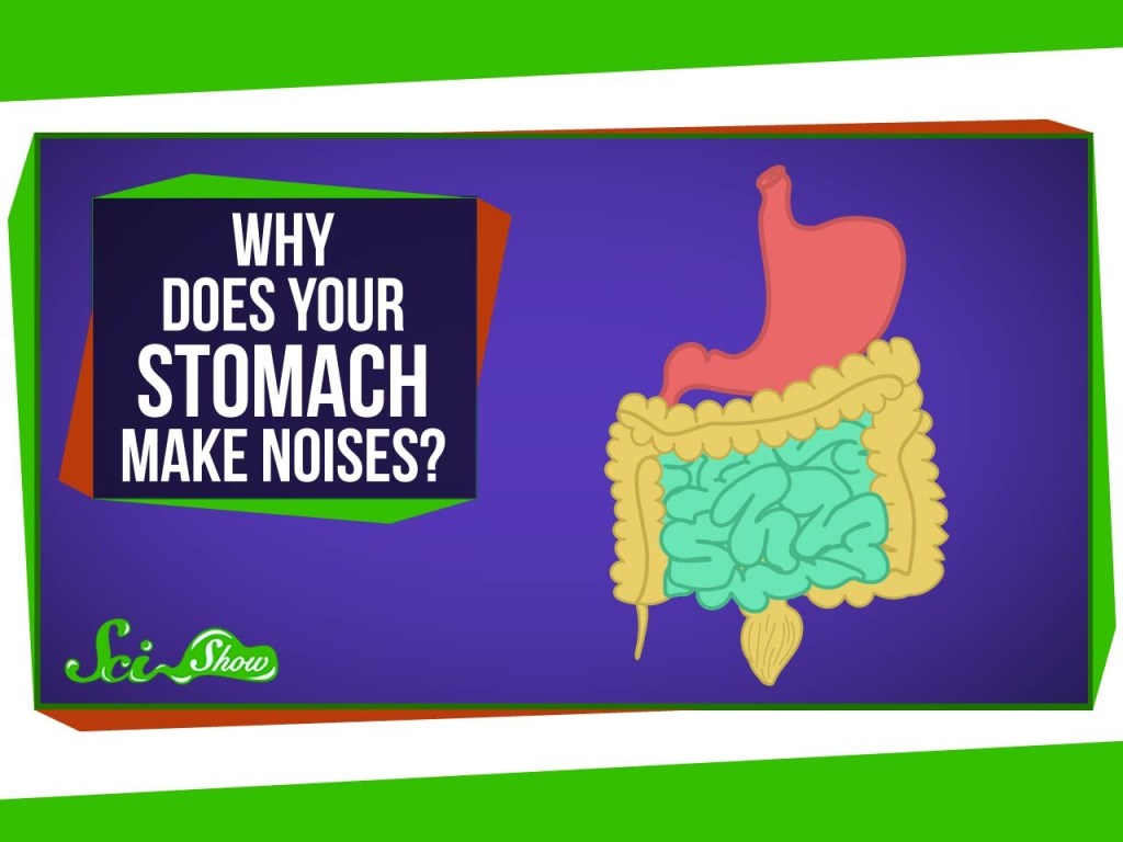 Why the Human Stomach Grumbles, Particularly When It's Hungry