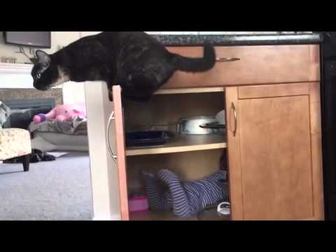 Silly Cat Accidentally Closes the Door on a Little Baby Who Crawled ...