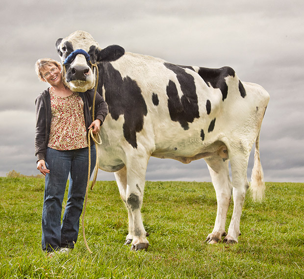 Illinois Cow Is Posthumously Awarded the Guinness World Record for ...