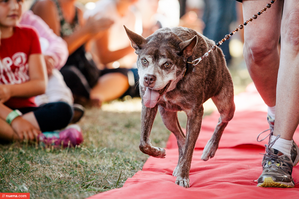 Quasi Modo, A Short-Spined Florida Dog Who Resembles a Hyena, Wins the ...