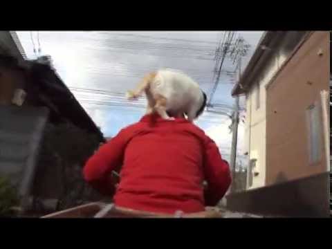 Affectionate Cat Sits Calmly Upon Her Human's Shoulder While He's ...