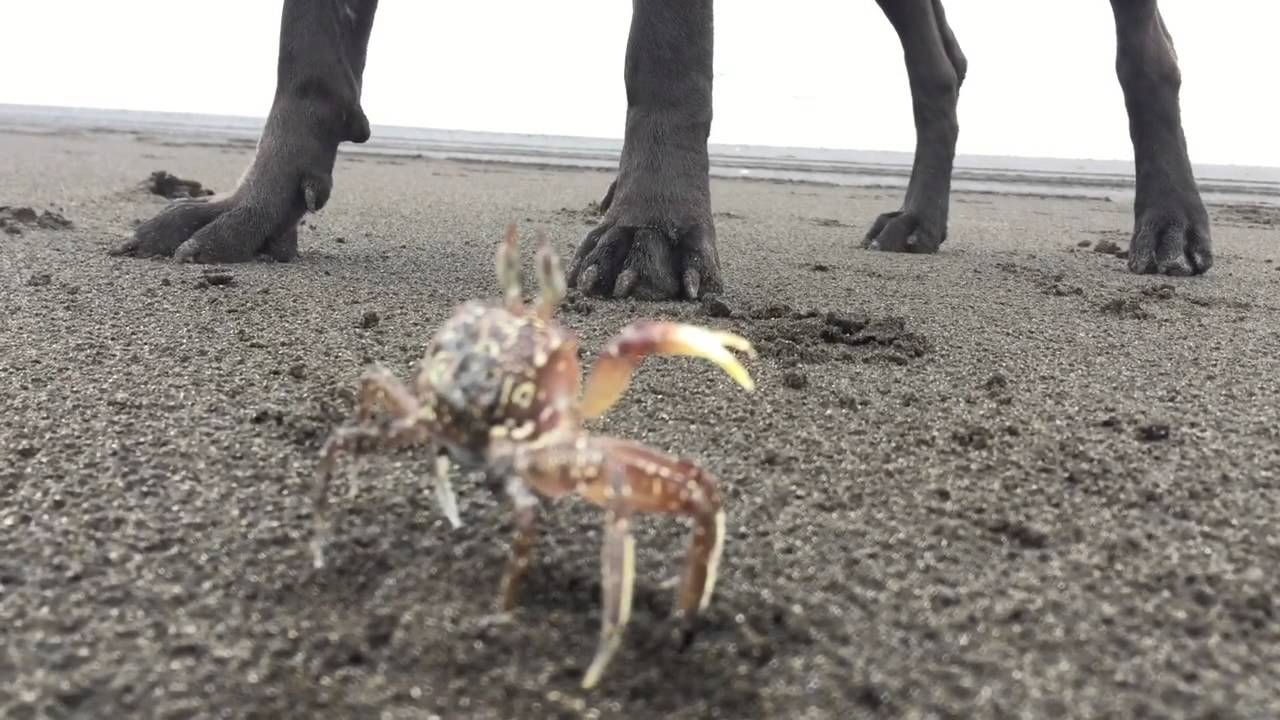 Beach-Dwelling Dog Enjoys Digging Up Buried Crabs So That She Can Play ...