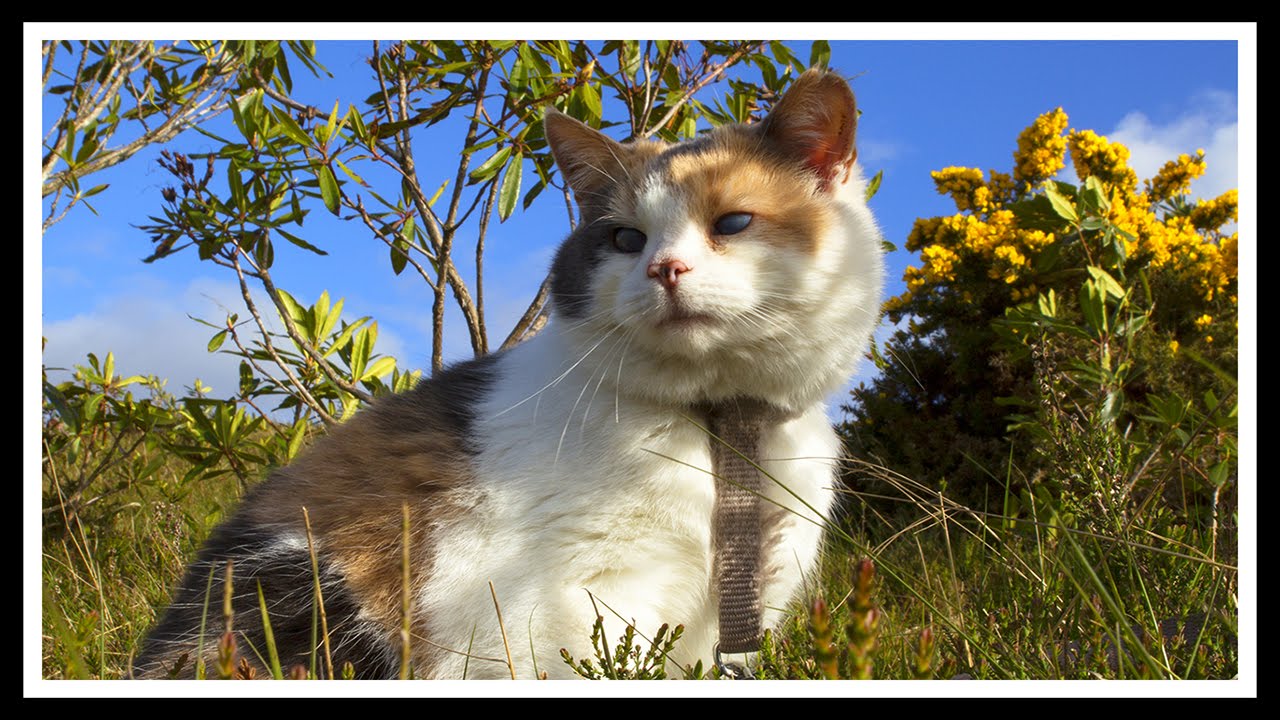Blind Calico Cat Climbs a Mountain Alongside Her Doting Human Who ...