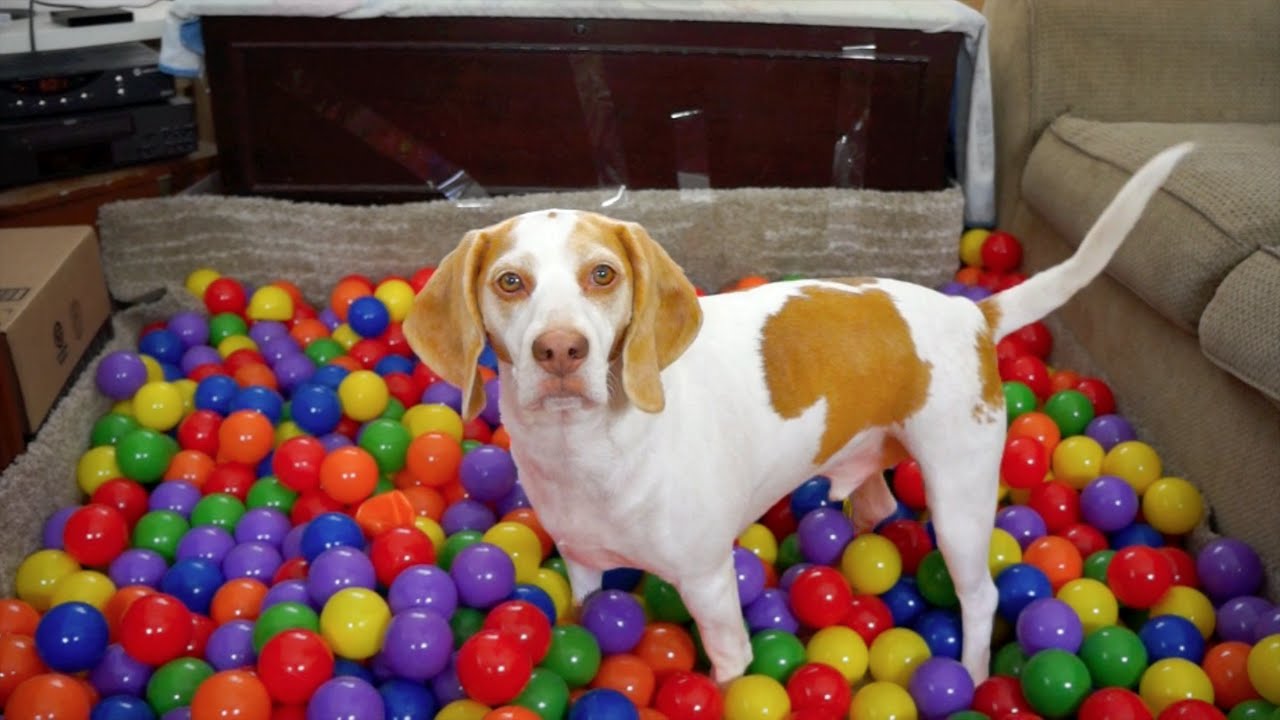 Maymo the Lemon Beagle Gets a Big Birthday Surprise of a Homemade Ball ...