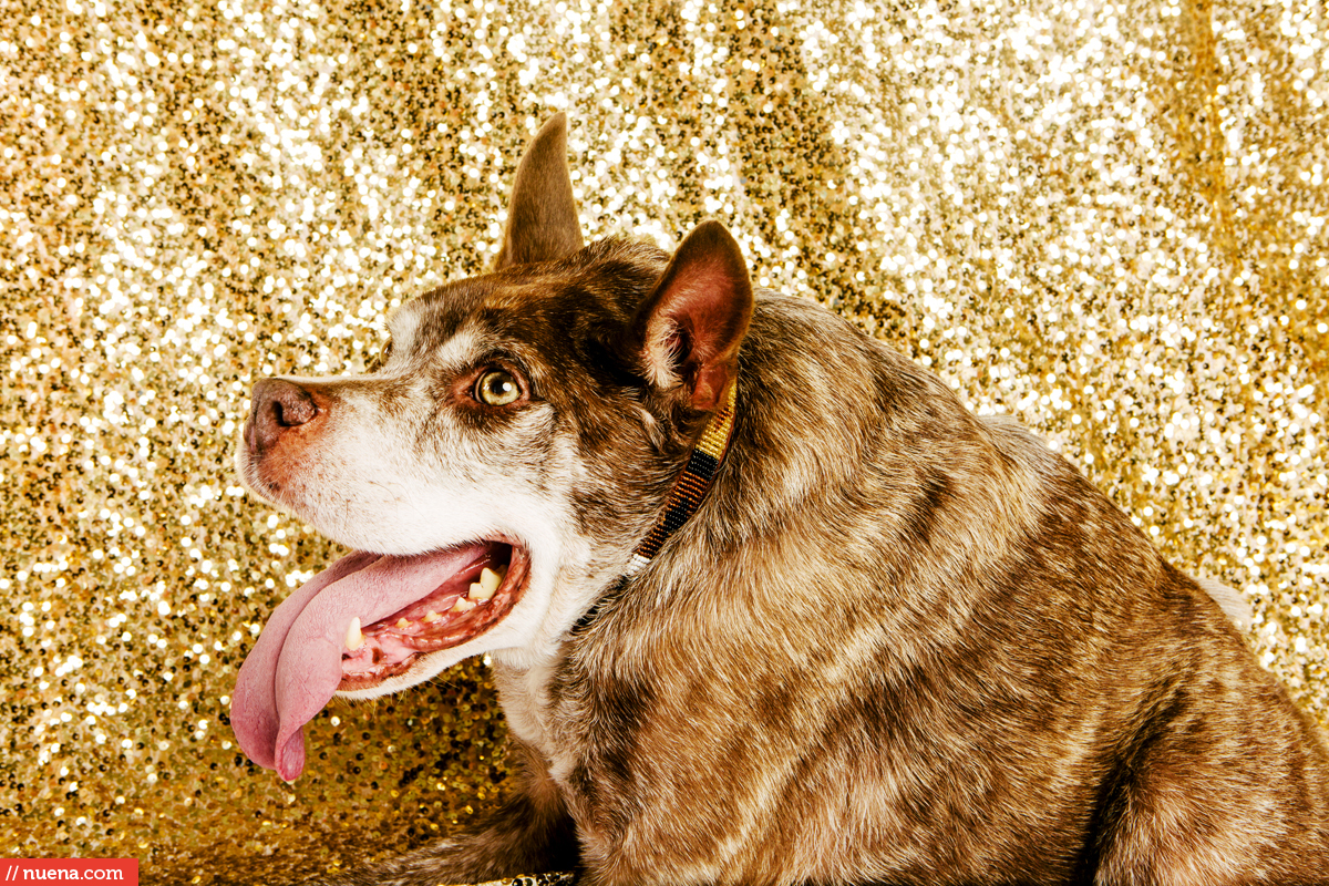 Quasi Modo, A Short-Spined Florida Dog Who Resembles a Hyena, Wins the ...