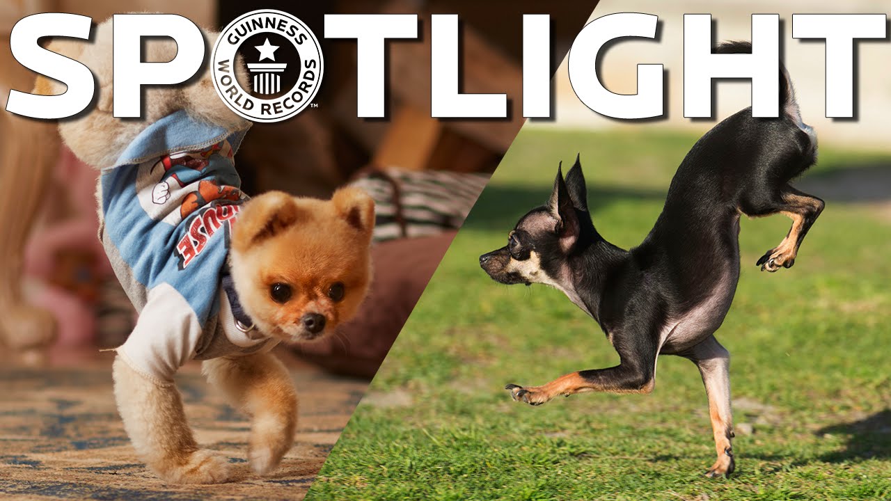 Tiny California Puppy Breaks a Guinness World Record for Fastest Dog on ...