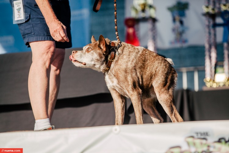 Quasi Modo, A Short-Spined Florida Dog Who Resembles a Hyena, Wins the ...