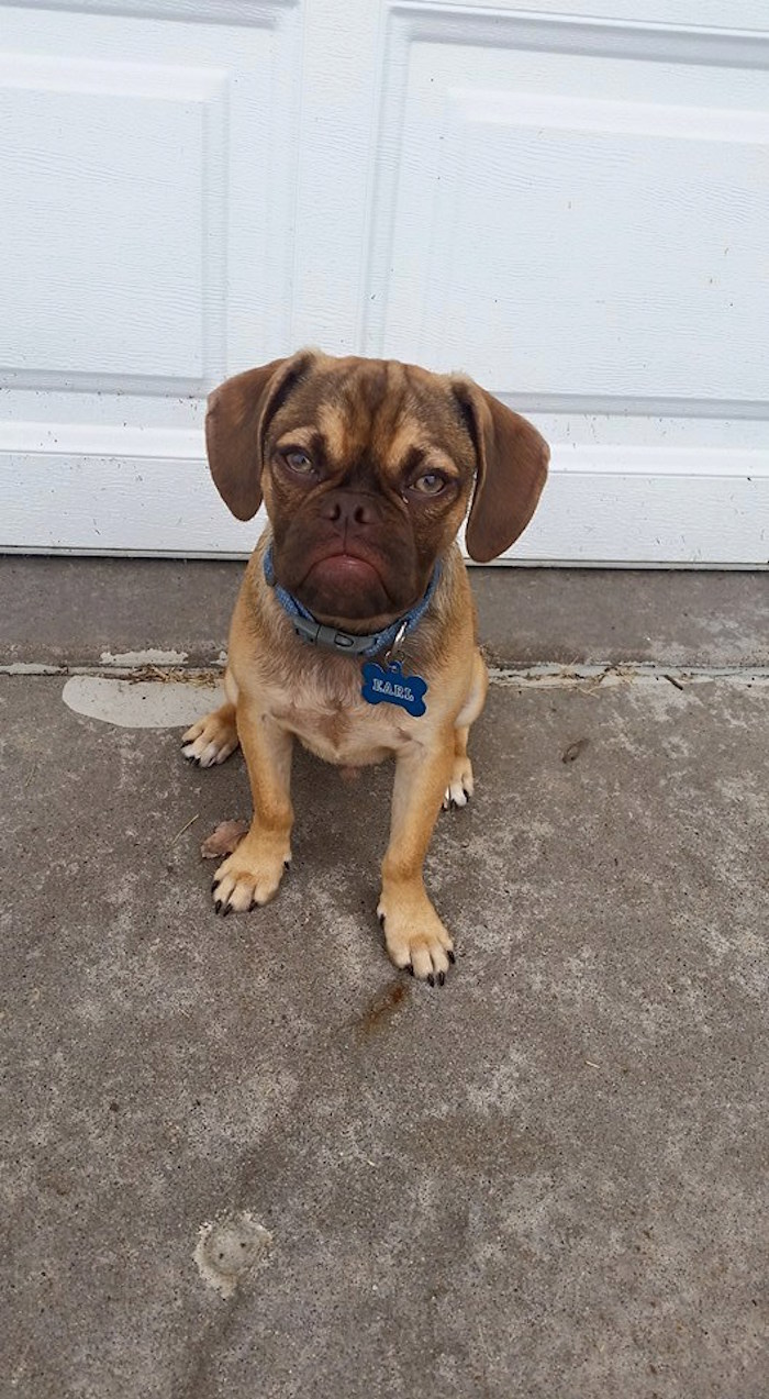 Earl the Grumpy Puppy, An Adorable Canine Who Wears a Perpetual Frown ...