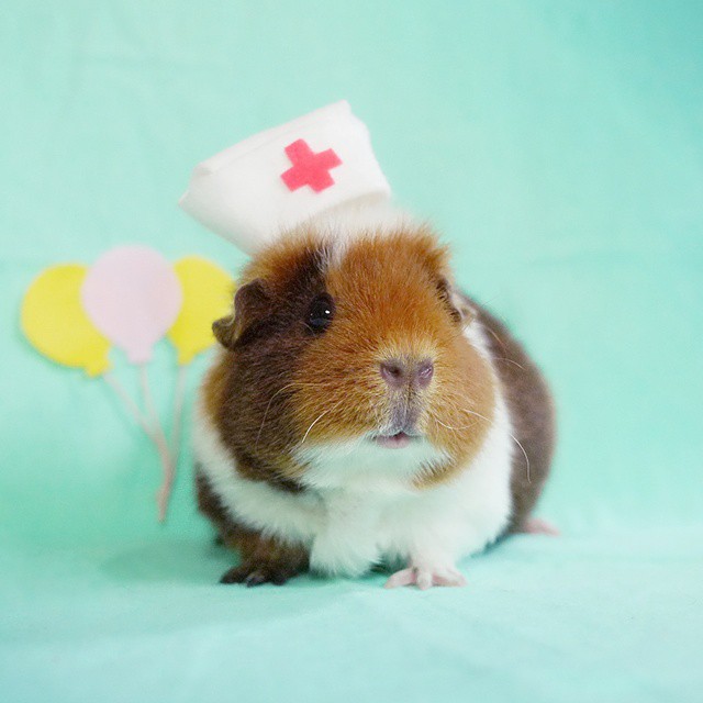 Fuzzberta, A Fashionable Guinea Pig Who Likes to Dress Up in Costume