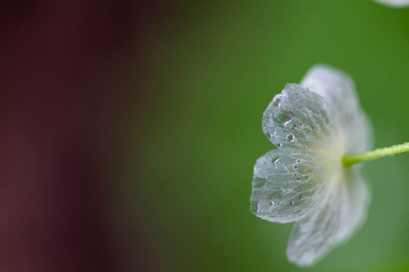 The Skeleton Flower, A Remarkable Herb Whose White Petals Become ...