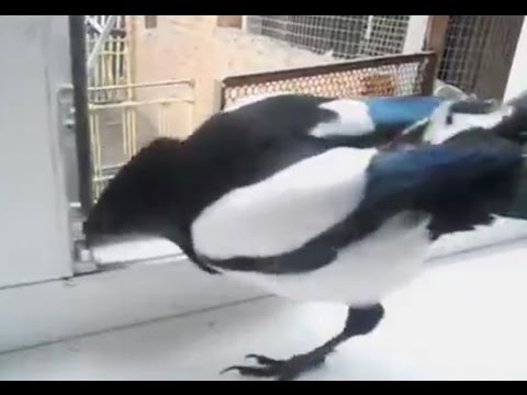 A Magpie That Sounds Like a Little Girl Laughing