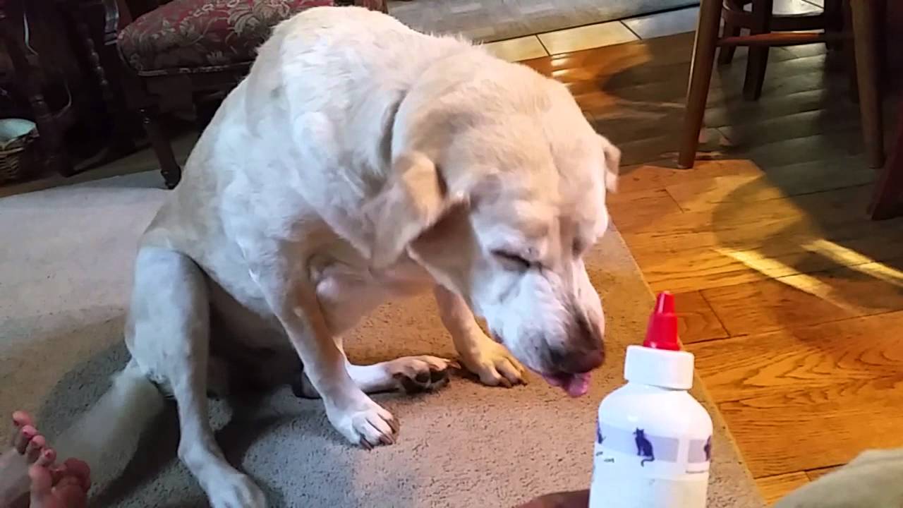 Denver the Guilty Dog Sneezes Every Time She Tries To Make a Mean Face