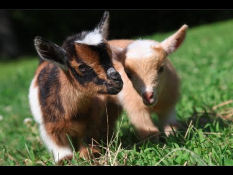 A Pair of Newborn Baby Goats Figure Out How To Leap About Within the ...