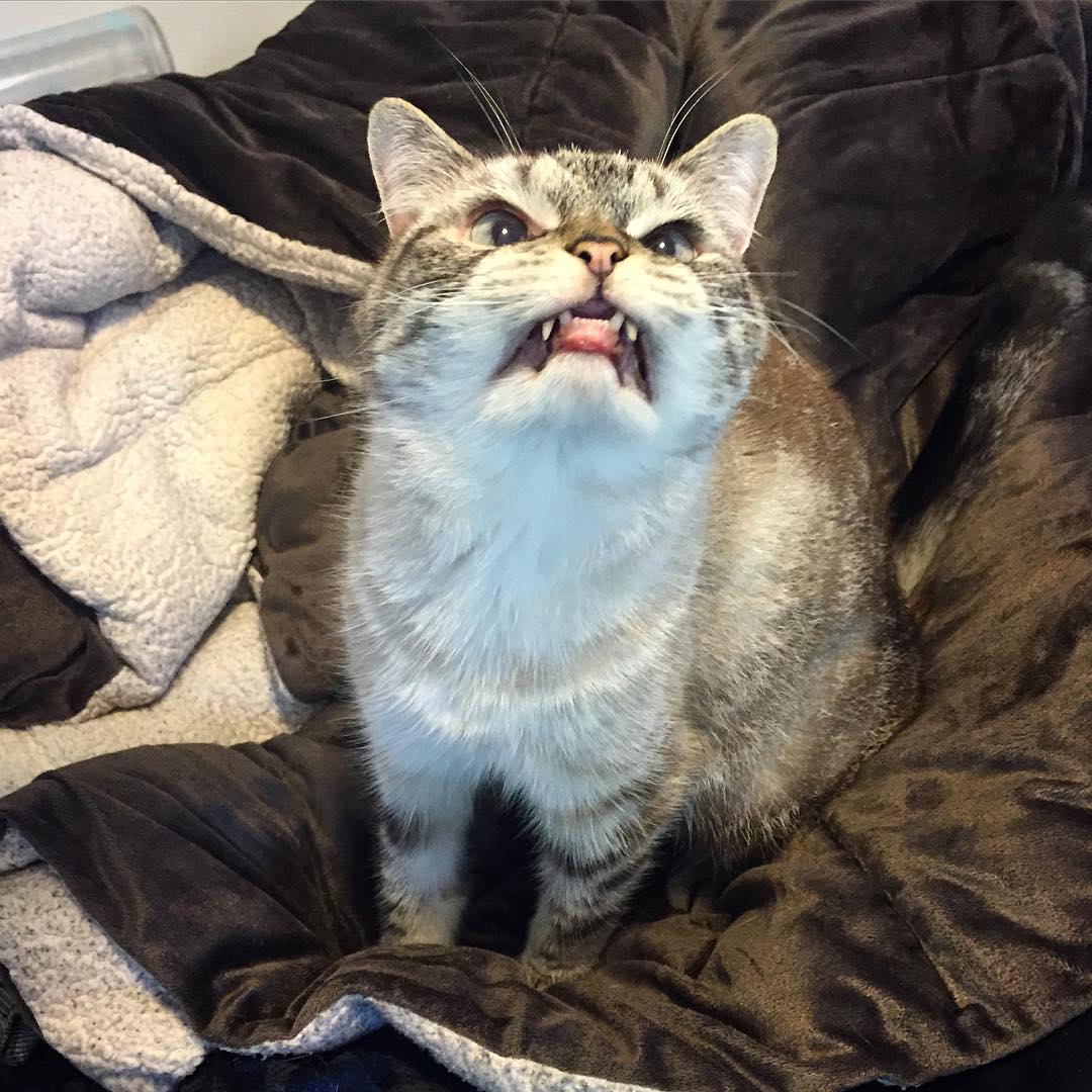 Loki, A Sweet Cat Whose Oversized Canines and Protruding Tongue Make ...