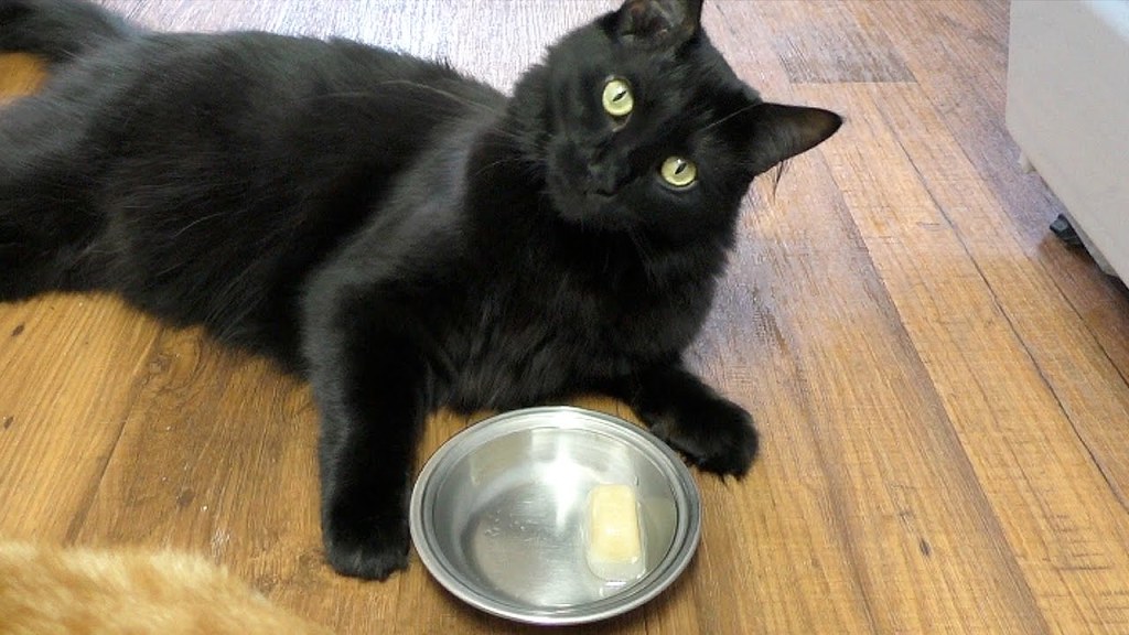 Cole and Marmalade's Human Demonstrates How To Make Yummy Summertime ...