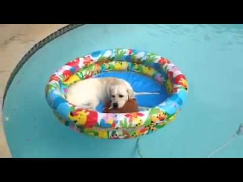 Easygoing Dog Brings His Teddy Bear Along for a Peaceful Drift Around ...