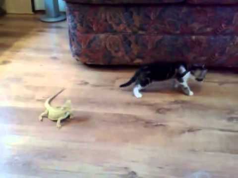 Frantic Kitten Desperately Tries to Scramble Away After Being Startled ...