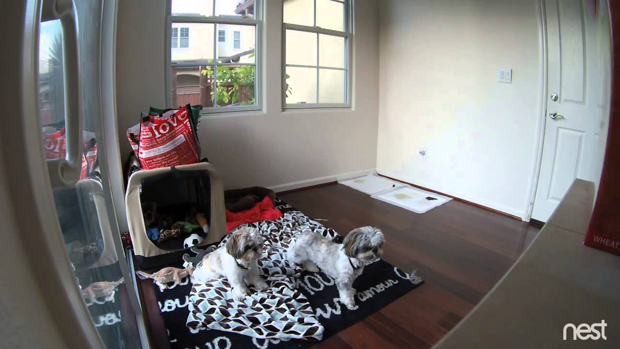 Two Sleeping Dogs Wake Up Just Seconds Before an Earthquake Hits the ...