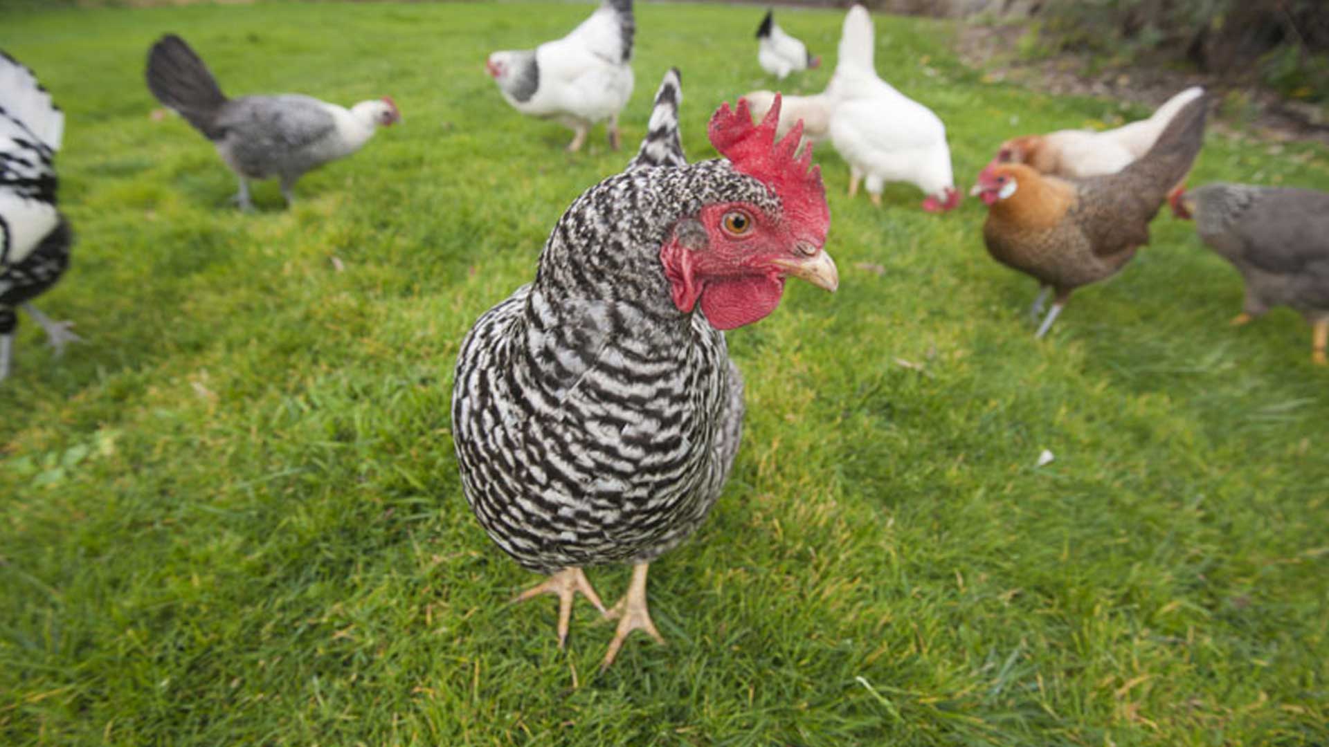 Qoopy, A Luxury Day Care Service for Pet Chickens in Brooklyn, San ...