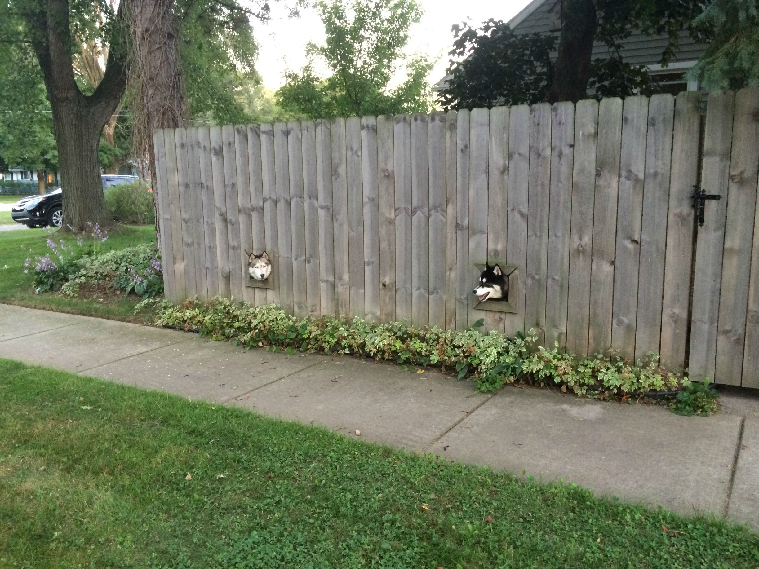 A Creative Wooden Fence That Allows Dogs to Peek Outside While Still ...
