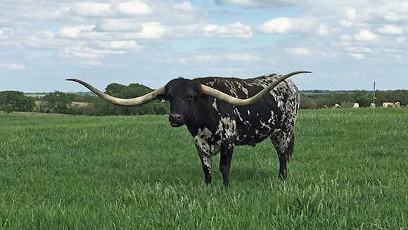 Texas Longhorn Awarded Guinness World Record for the Longest Horn ...