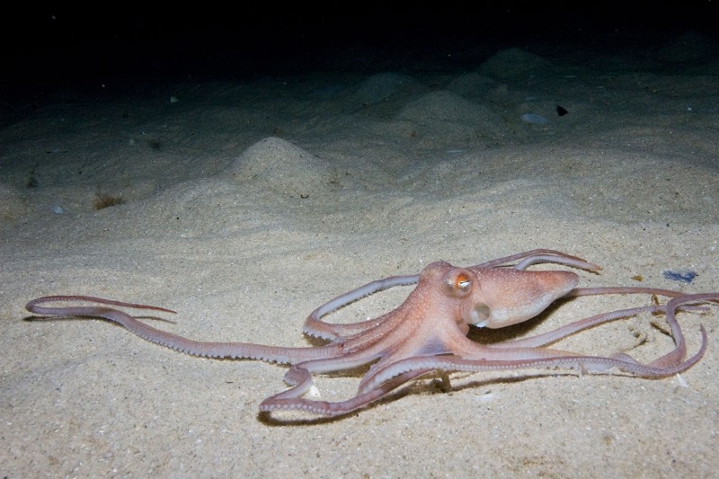 Amazing Footage of an Octopus Creating Quicksand to Build a Snug Home ...