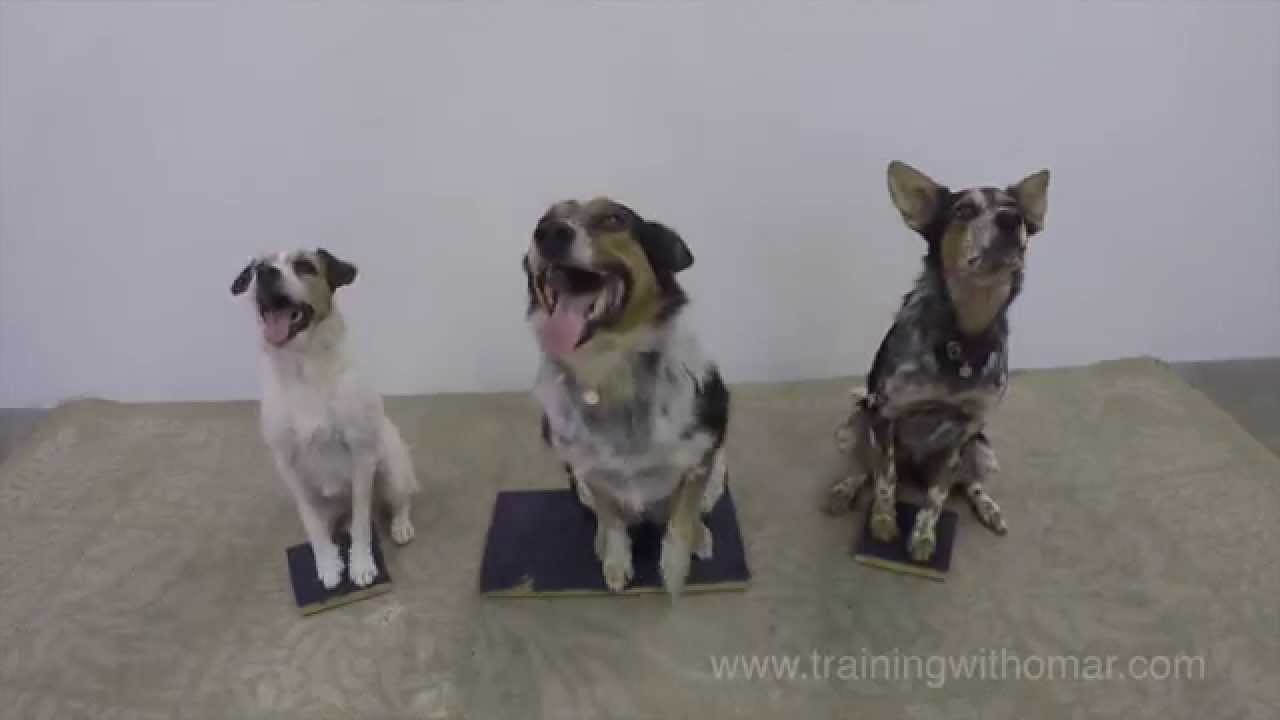 A Pair of Very Intelligent Dogs Perform a Near -Perfect Synchronized ...