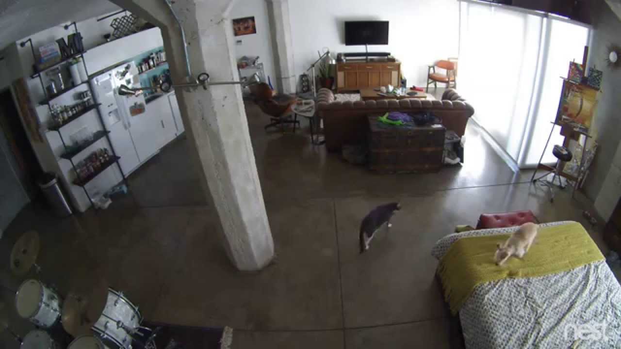 Commanding Cat Effectively Quiets a Barking Dog With the Feline ...