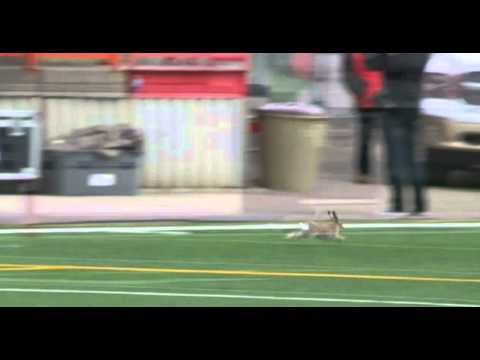 Jackrabbit Runs Onto the Field During a Football Game and Shows Off by ...