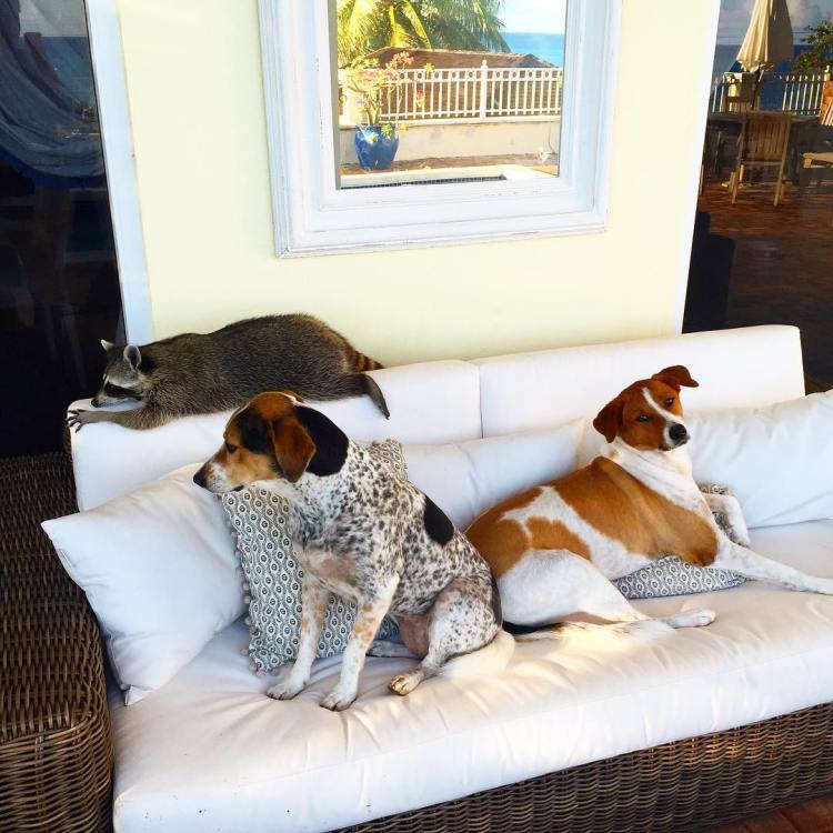 Pumpkin the Rescued Baby Raccoon Fits Right In With Her Family of ...